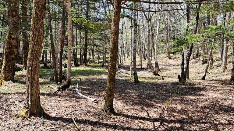 新着情報 - 【1日10組限定！】手つかずの森の中でキャンプ『フォレストエリア』登場！｜日和田高原ロッジ・キャンプ場